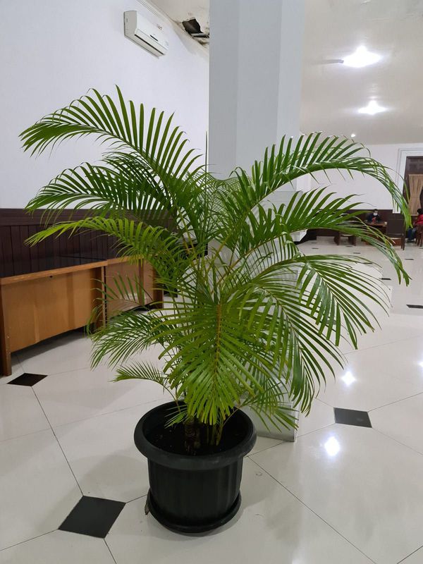 SEWA TANAMAN BUNGA HIDUP / POT DIAMETER 40-50 CM // PALEM KUNING by ...