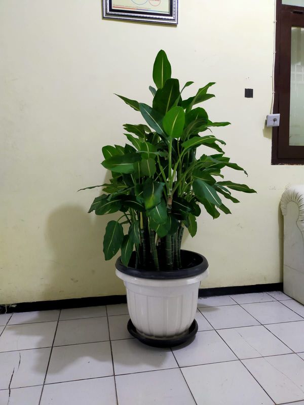SEWA TANAMAN BUNGA HIDUP / POT DIAMETER 40-50 CM // DIFFEN NEON by KOKO ...