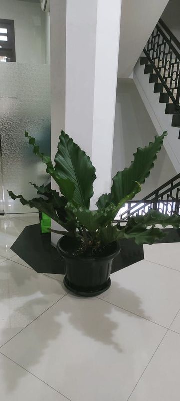 SEWA TANAMAN BUNGA HIDUP / POT DIAMETER 40-50 CM // ANTHURIUM GELOMBANG ...