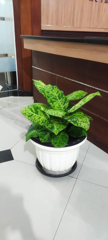 SEWA TANAMAN BUNGA HIDUP / POT DIAMETER 40-50 CM // DIFFEN ANGGUN AYU ...