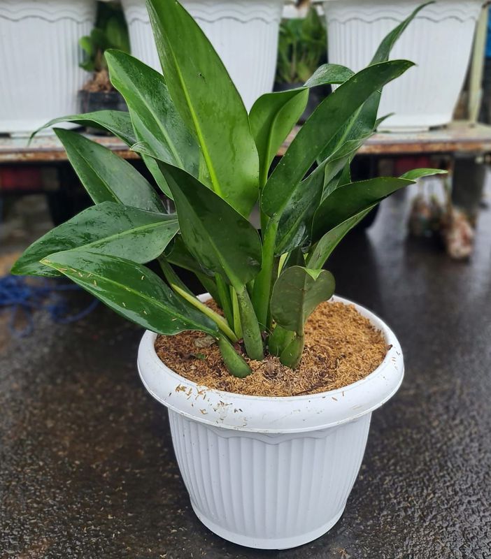 SEWA TANAMAN BUNGA HIDUP / POT DIAMETER 40-50 CM // PHILO KATAK by KOKO ...