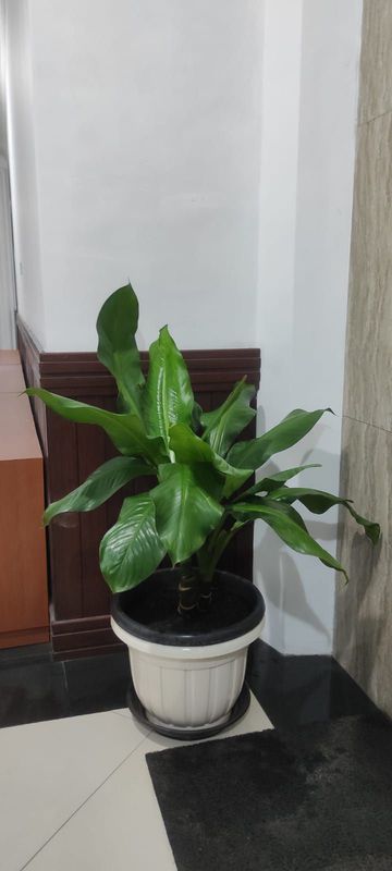 SEWA TANAMAN BUNGA HIDUP / POT DIAMETER 40-50 CM // DIFFEN PANGLIMA by ...