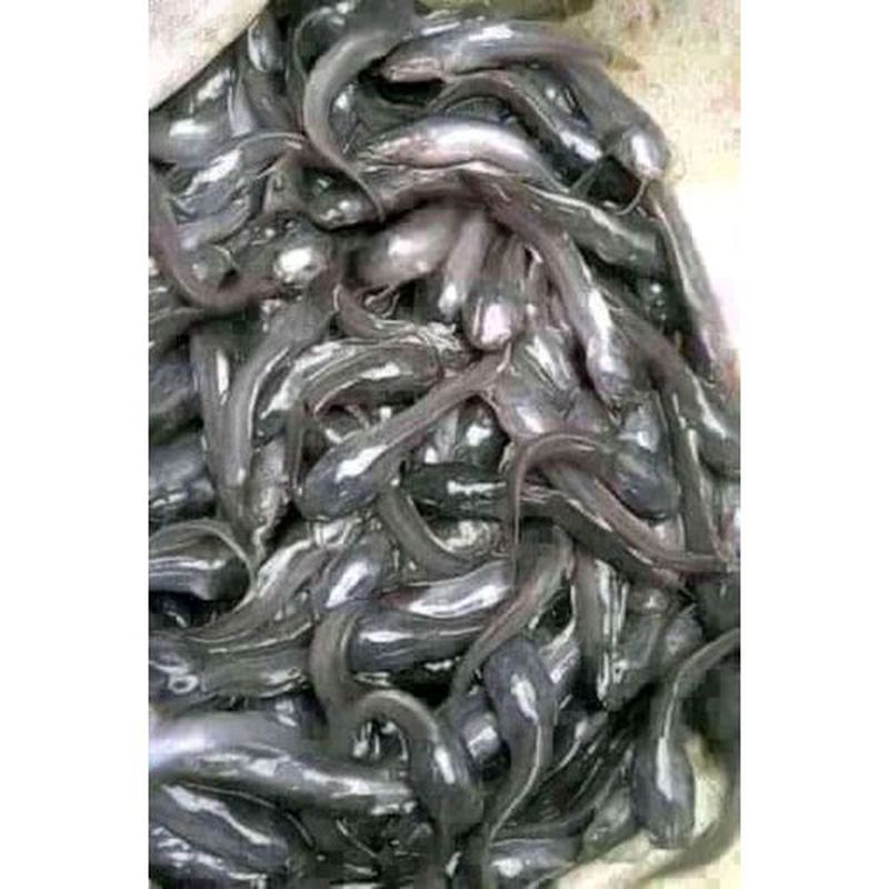 Benih Lele ukuran 5-7 cm