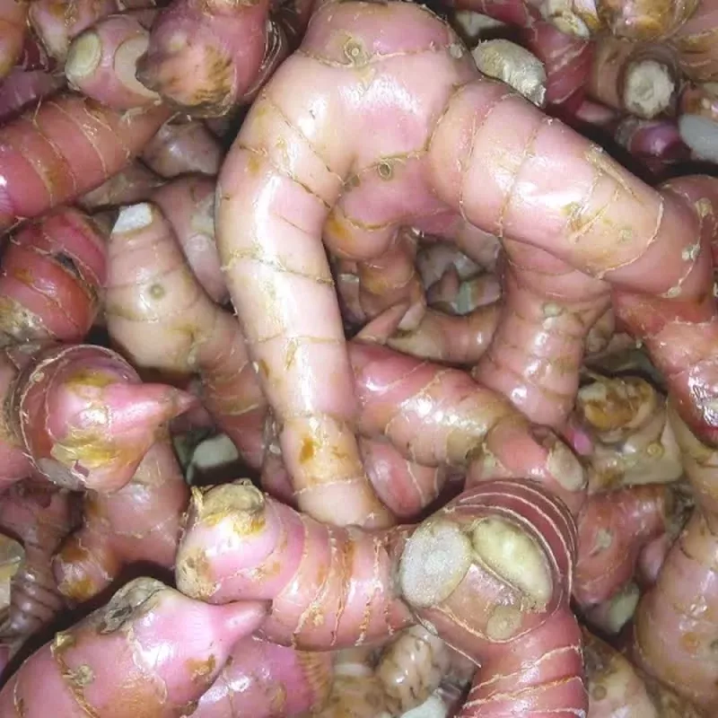 Lengkuas Laos Merah