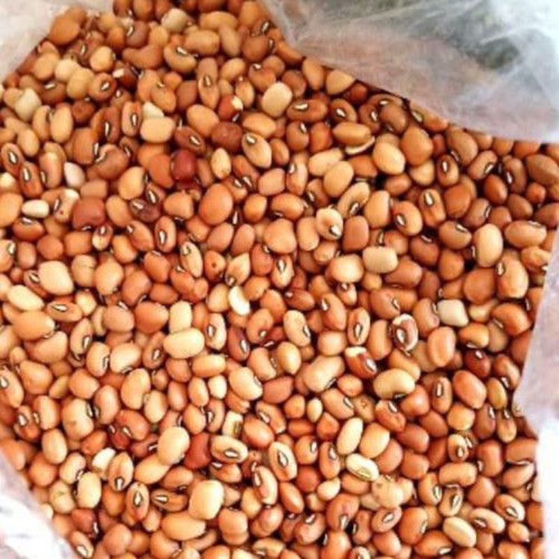 Kacang tolo