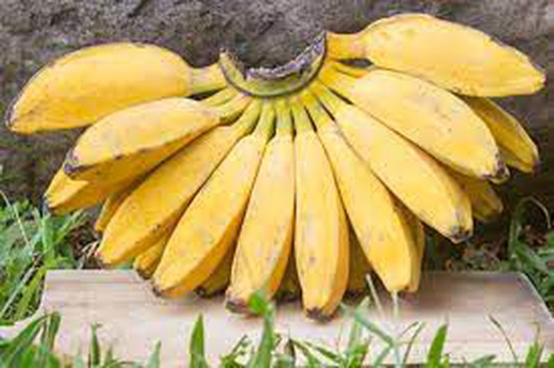 Buah Pisang Kepok