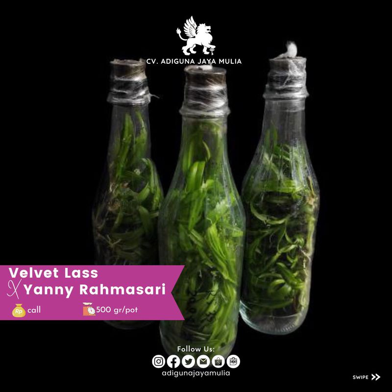 Anggrek Dendrobium Botol