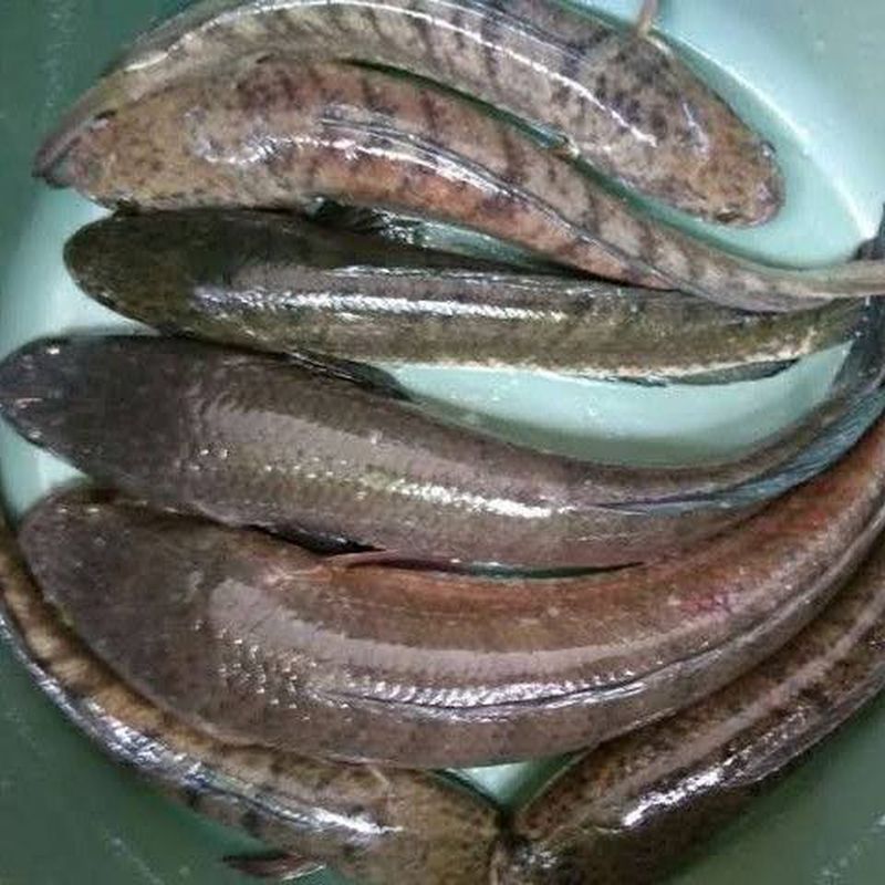 Ikan Haruan