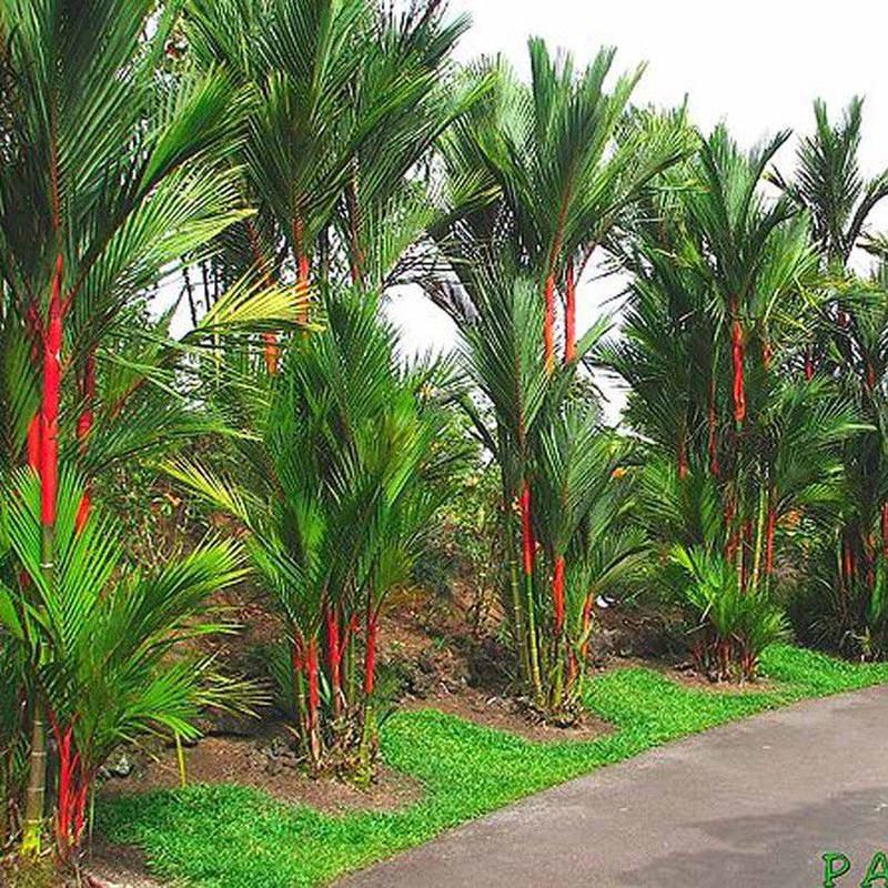 Palm Merah