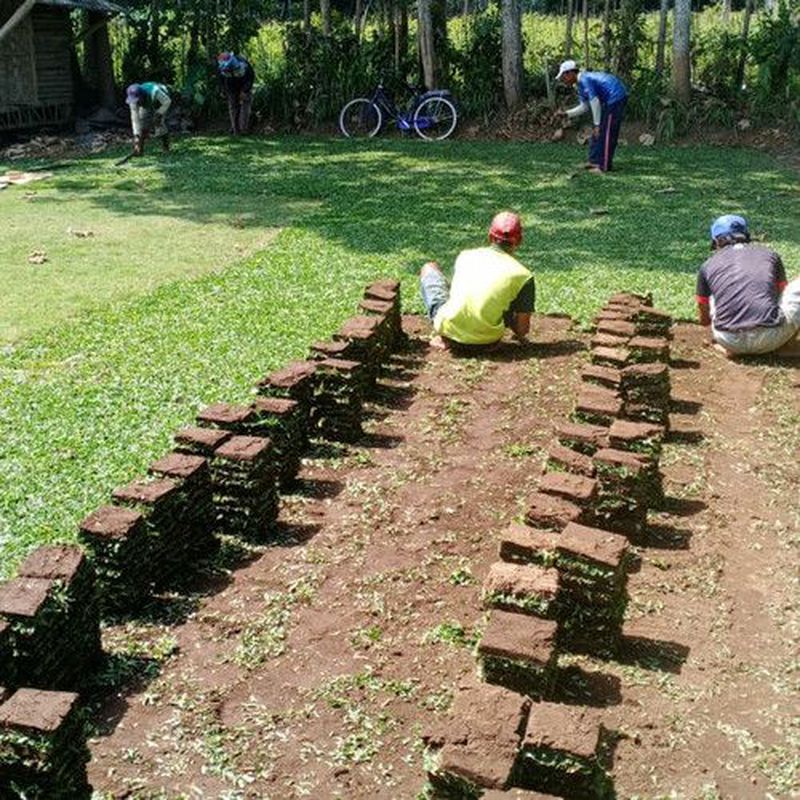 Rumput Gajah