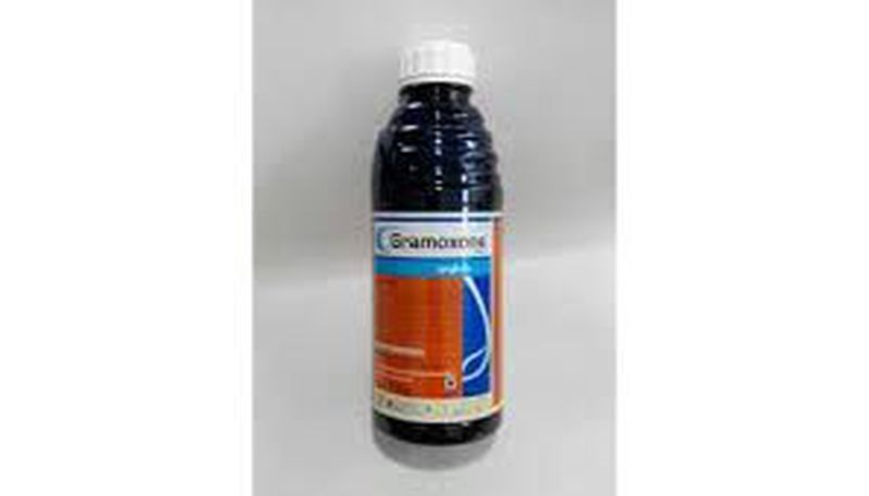 Gramason / Gramaxone Obat Rumput