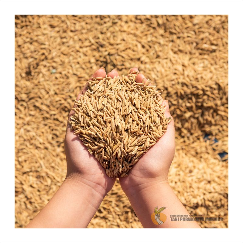 Gabah Kering Giling (GKG) Paket Kemasan 50 Kg