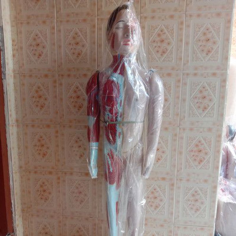 Torso Seluruh Tubuh - Laki 85 Cm