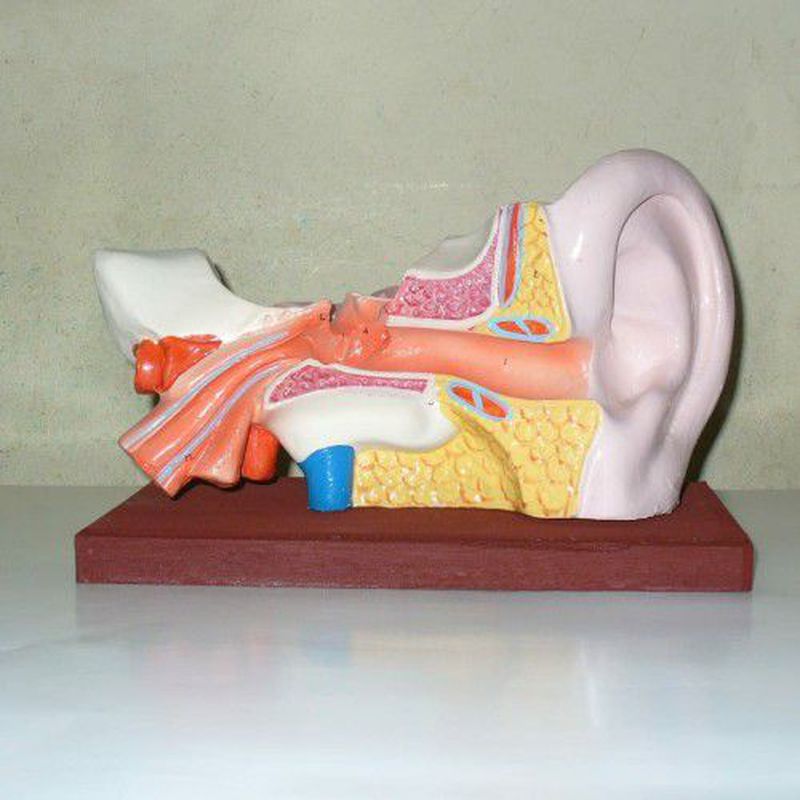 Model Telinga / Torso Telinga