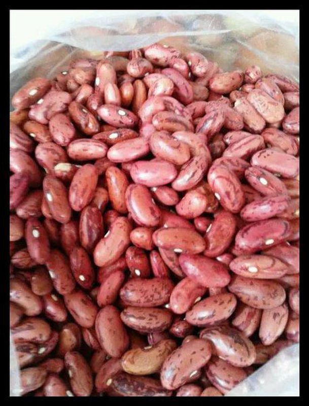 Kacang Merah