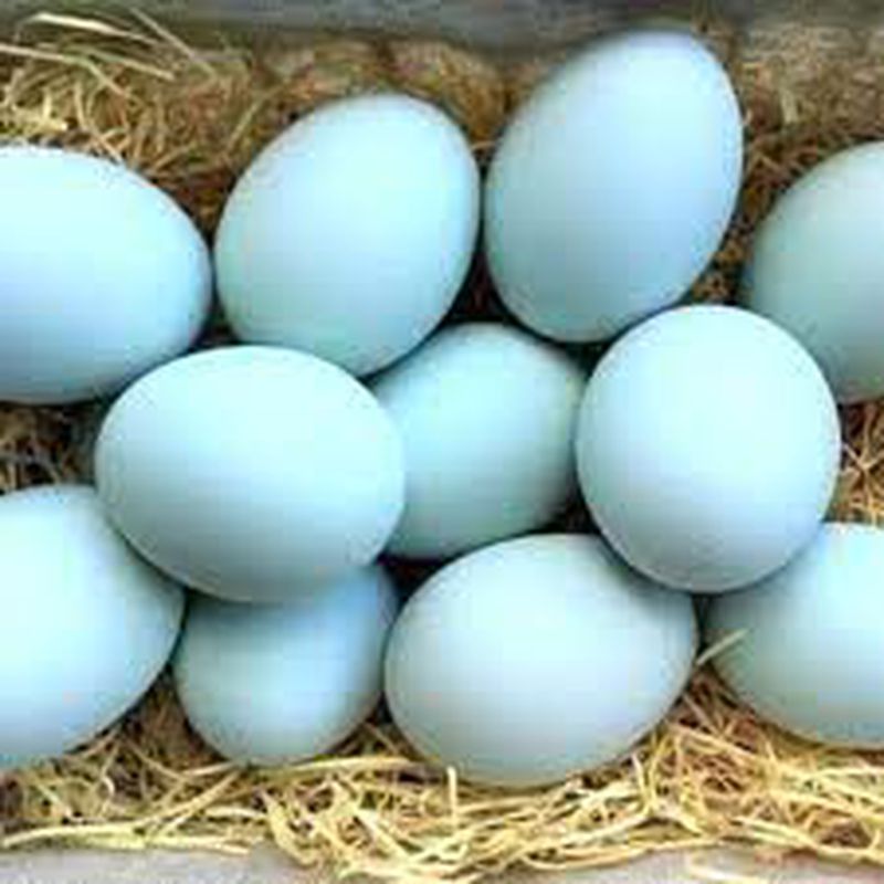 Telor Bebek