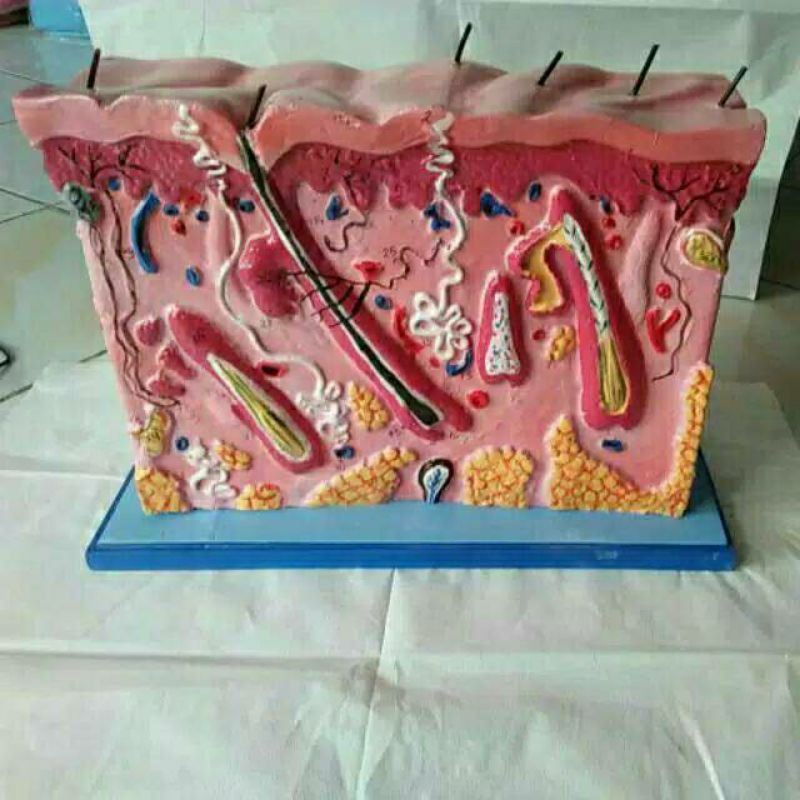 Model Jaringan kulit/ Penampang kulit