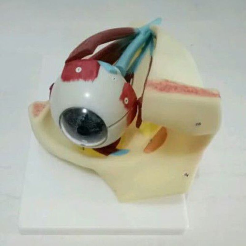 Model Mata / Torso Mata