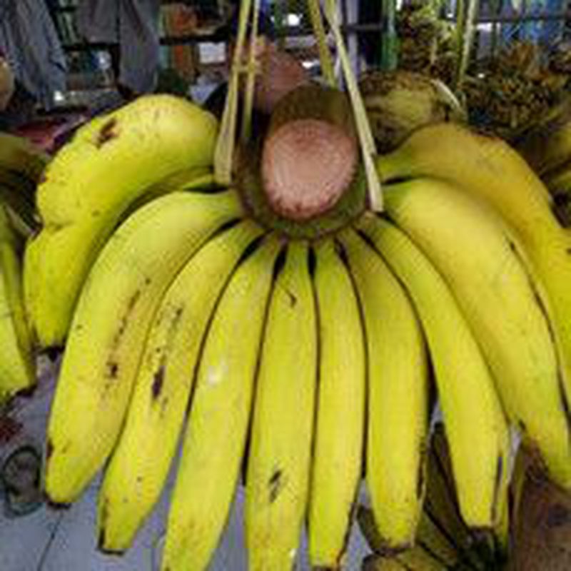 Pisang Ambon Lumut
