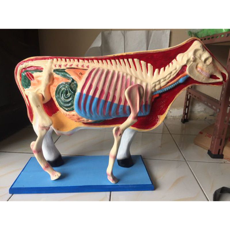Model Sapi/ Torso Sapi