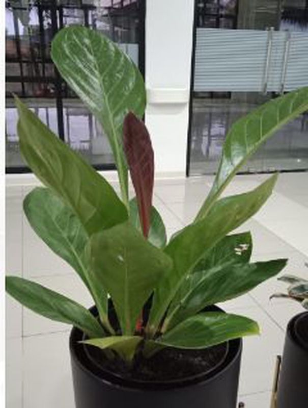 ANTHURIUM