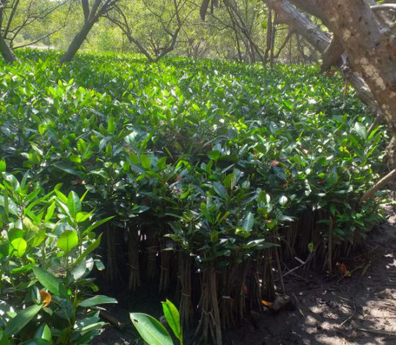 BIBIT MANGROVE (RHIZOPHORA MUCRONATA)