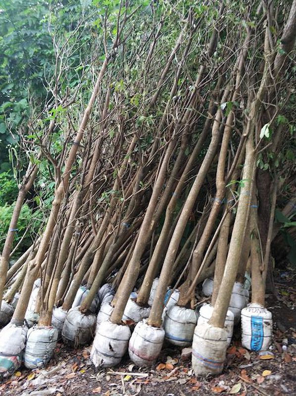 Pohon Pule