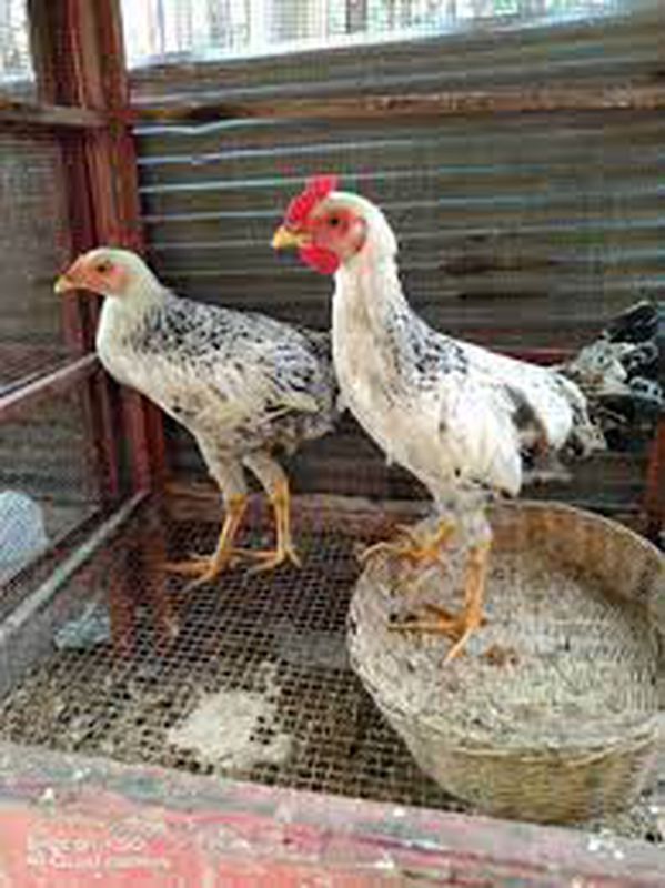 Ayam Gaok Jantan