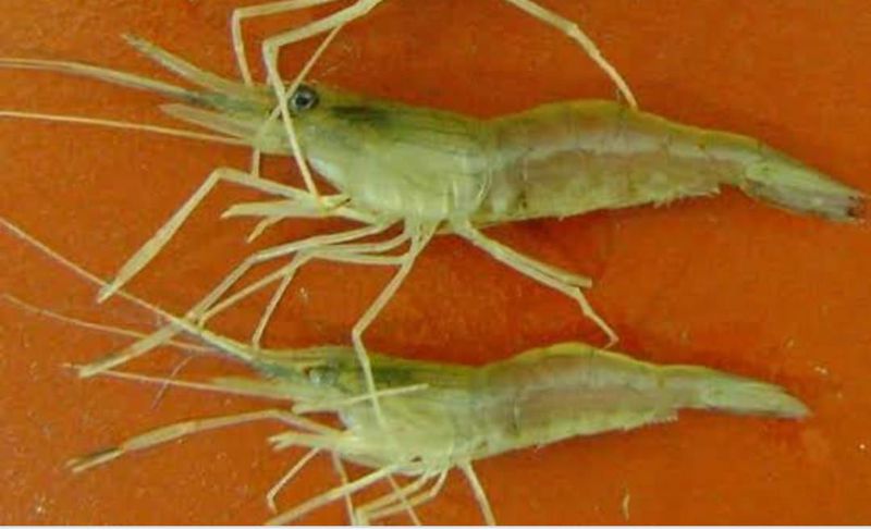 Benih Udang galah 2 cm