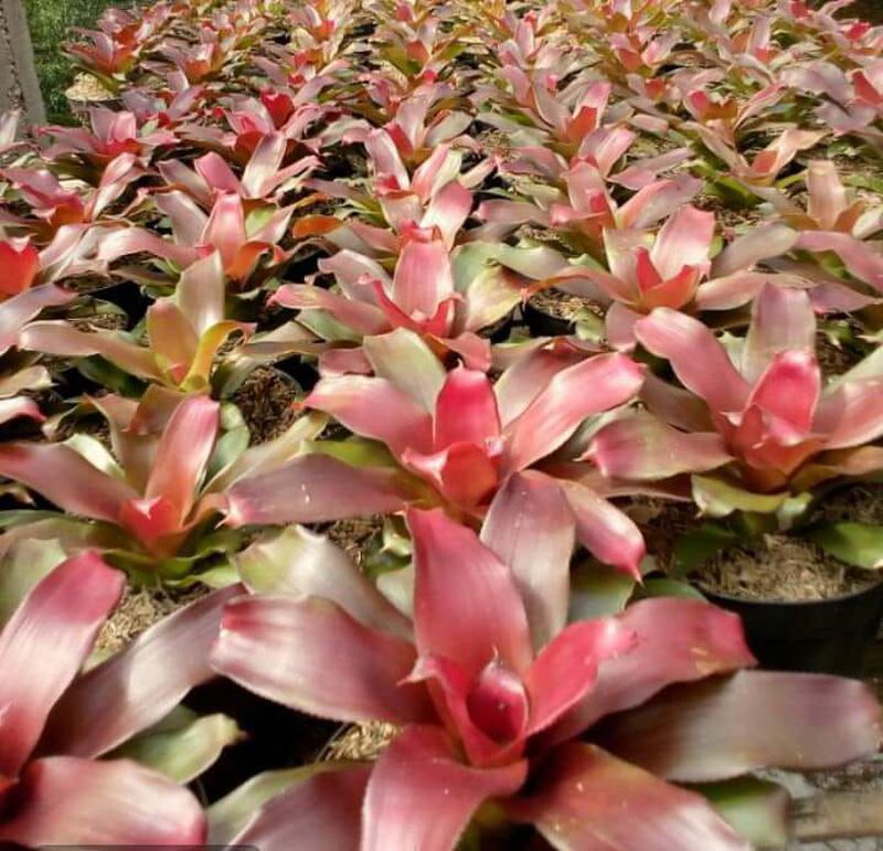 Bunga Bromelia Merah