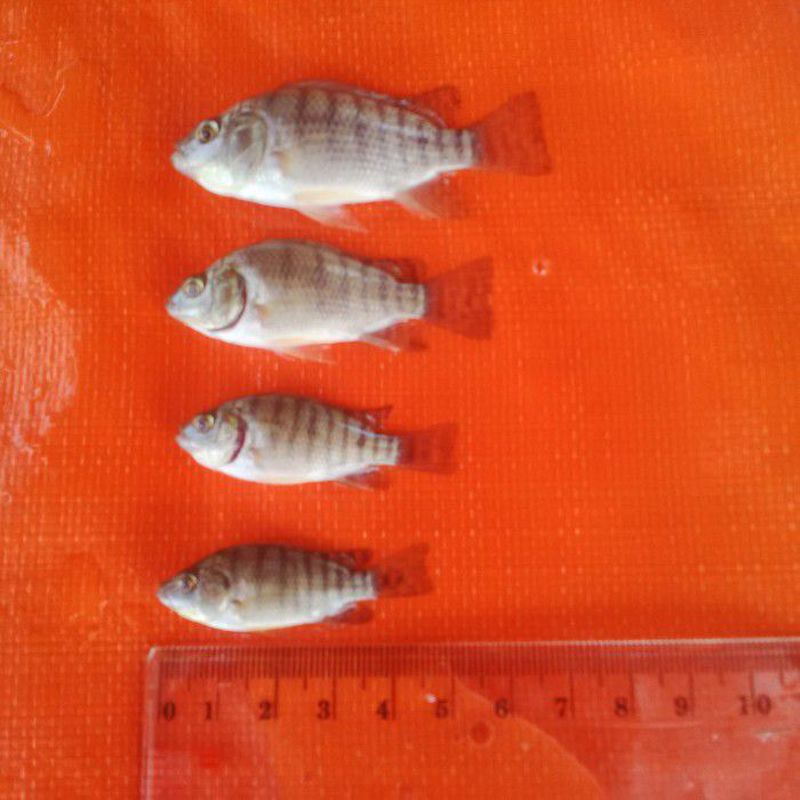 Benih Ikan Nila