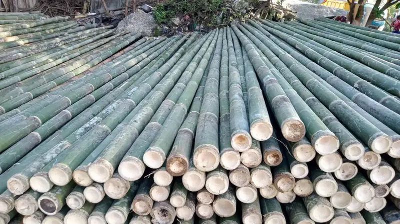 Bambu dia 7 – 10 cm