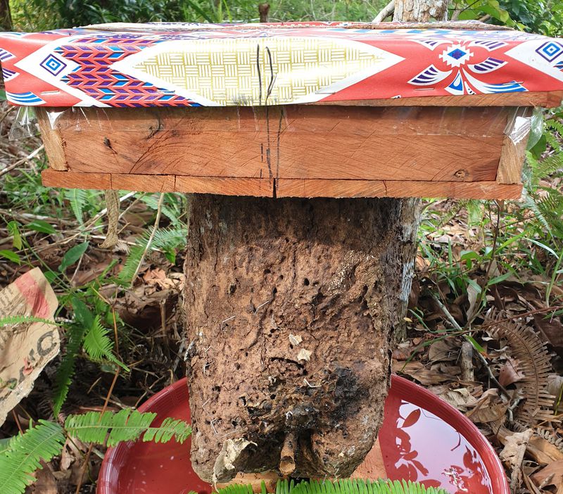 Stup Lebah Madu Kelulut