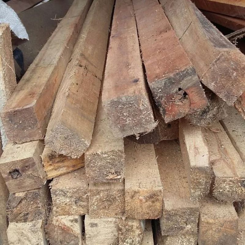 Kayu Balok ( Albasiah )