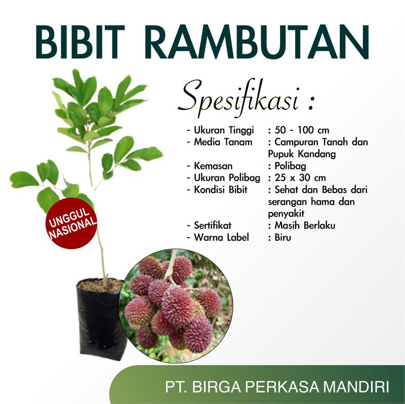 BIBIT RAMBUTAN KAPULASAN