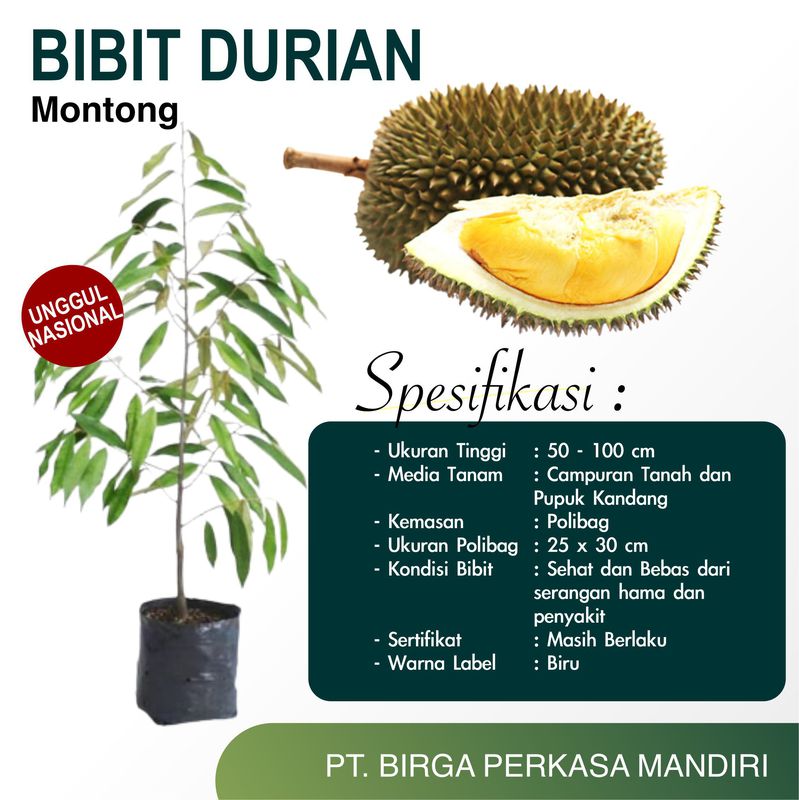 BIBIT DURIAN MONTONG