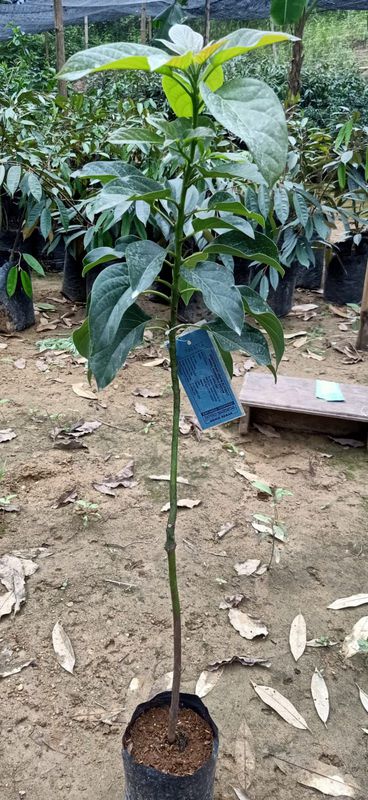 Bibit Alpukat Varietas Cipedak