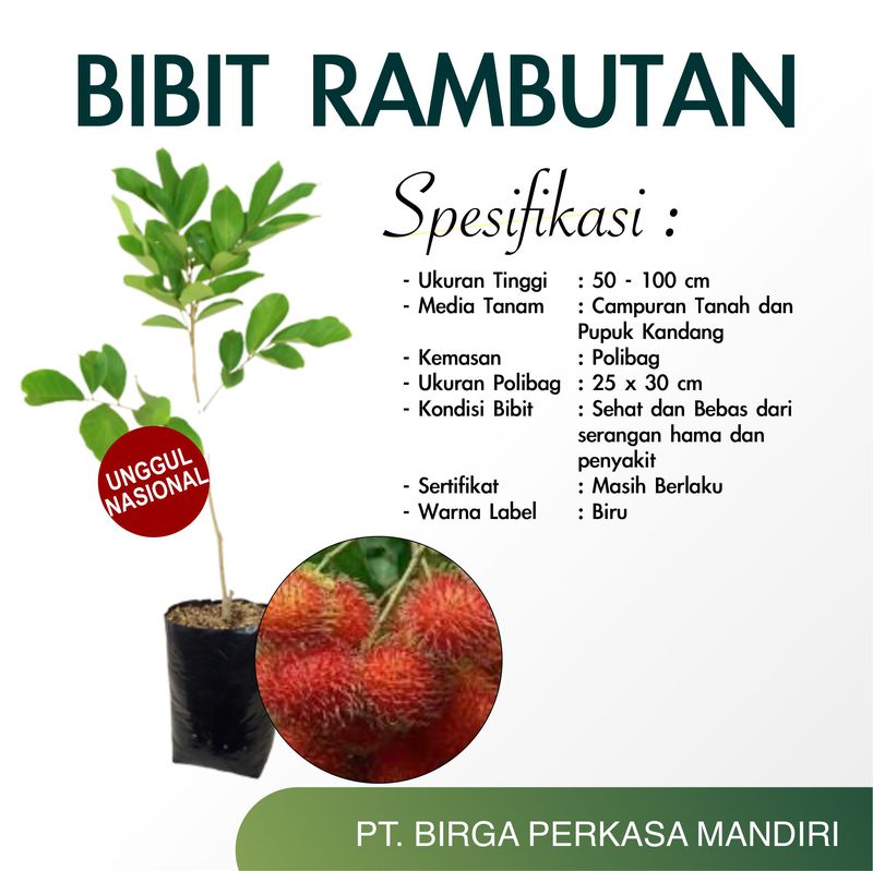 BIBIT RAMBUTAN NYONYA