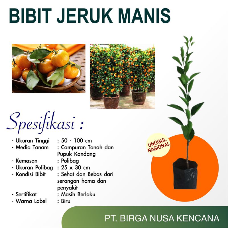 BIBIT JERUK MANIS