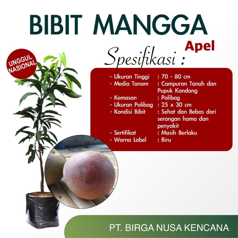 BIBIT MANGGA APPLE