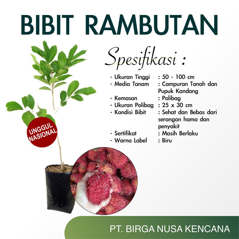 BIBIT RAMBUTAN GARUDA