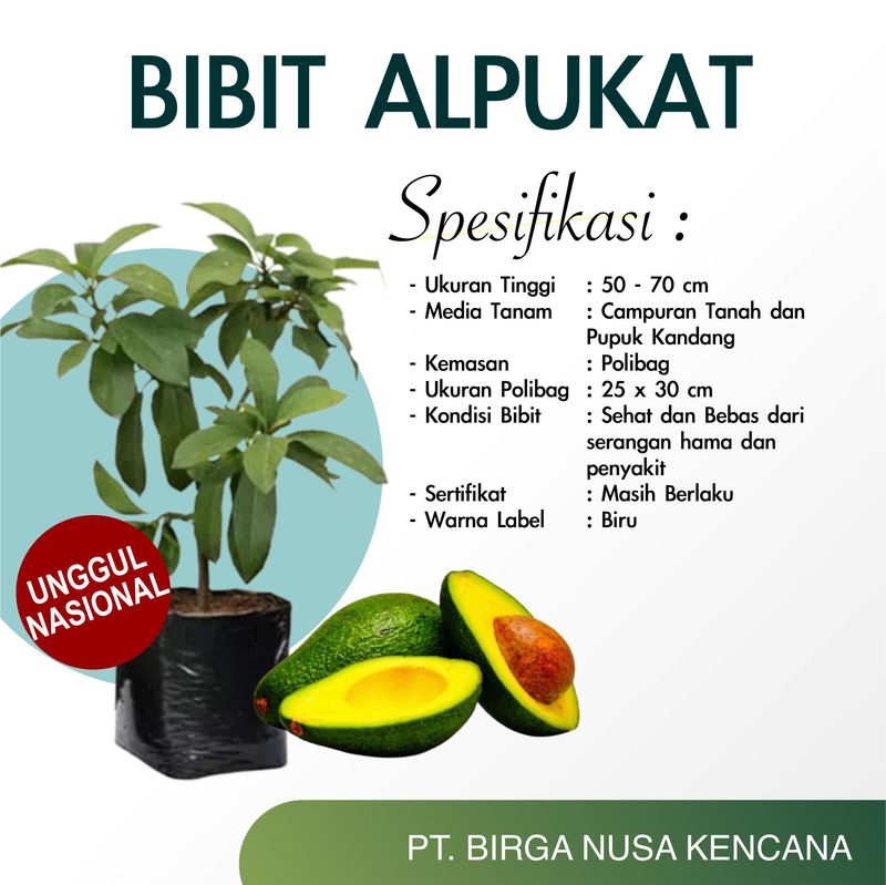 BIBIT ALPOKAT MENTEGA