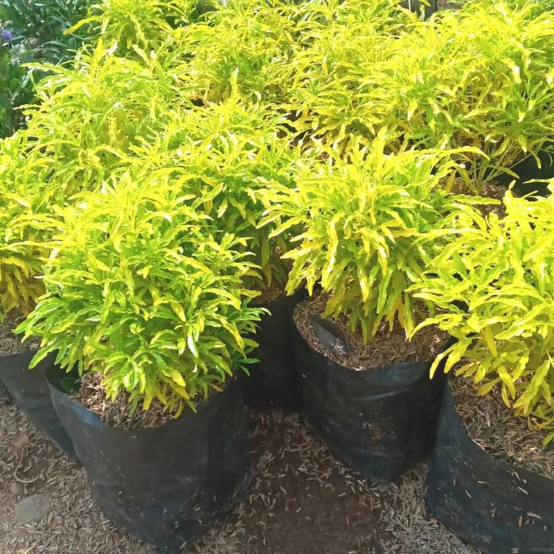 Tanaman Brokoli Kuning