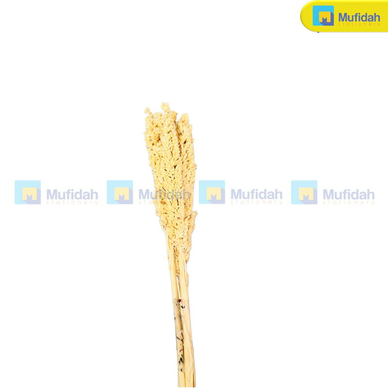 Bunga Sorgum - Abu-Abu