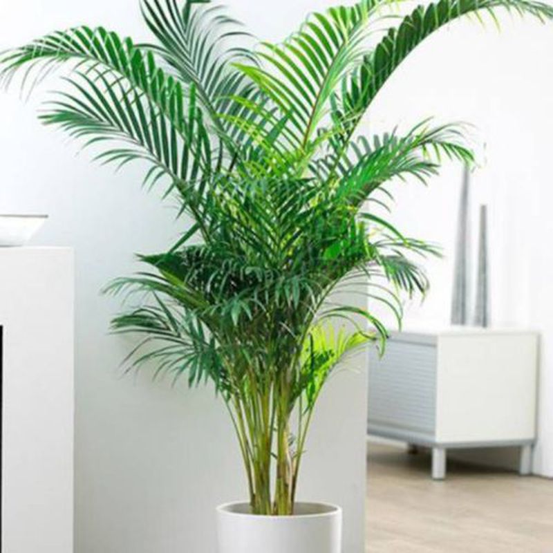 SEWA TANAMAN BUNGA HIDUP / POT BESAR