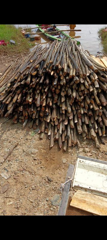 kayu cerucuk/ pondasi ringan