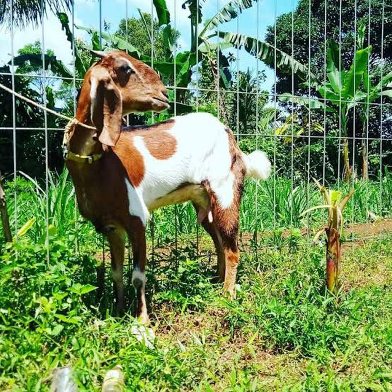 KAMBING LOKAL BETINA