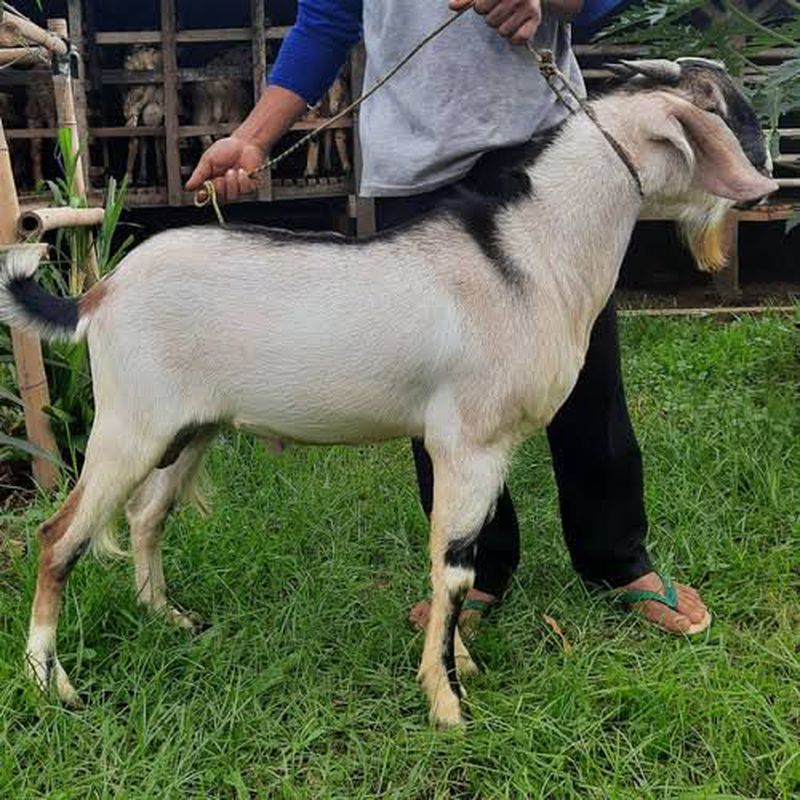 KAMBING LOKAL JANTAN