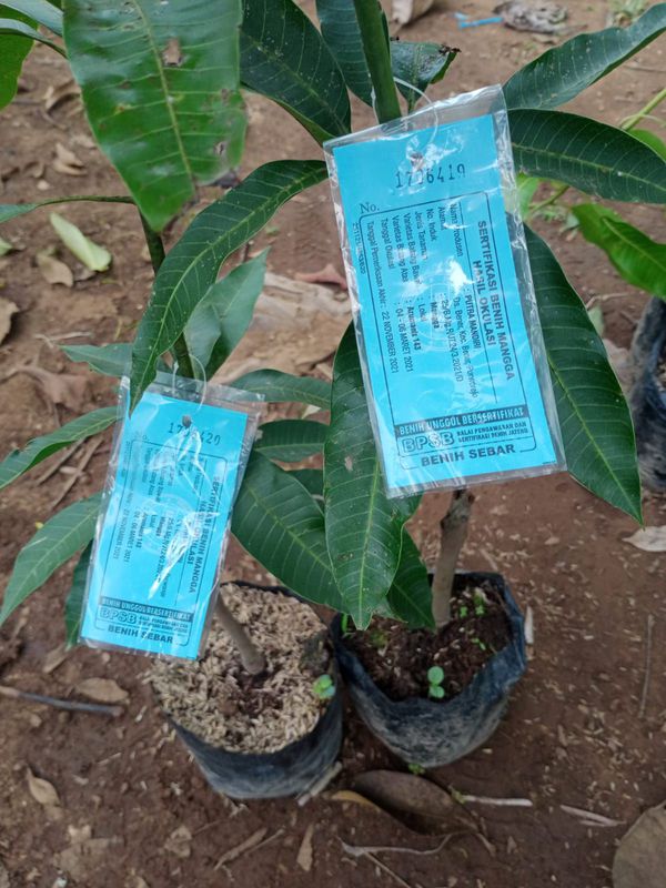 Bibit Mangga Varietas Arumanis 143