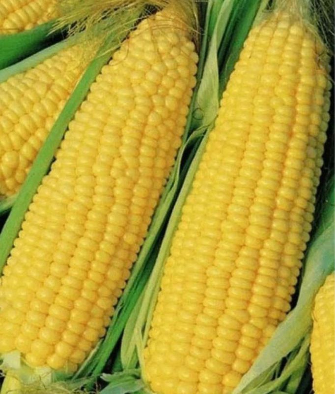 Jagung Manis